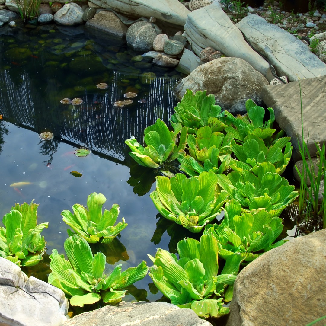 A Beginner's Guide To Pond Management - AQUA DOC®
